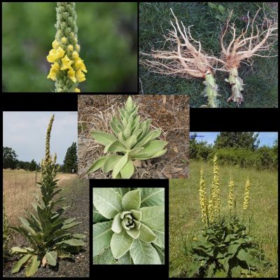 Common Mullein | Glacier View Meadows Ecology