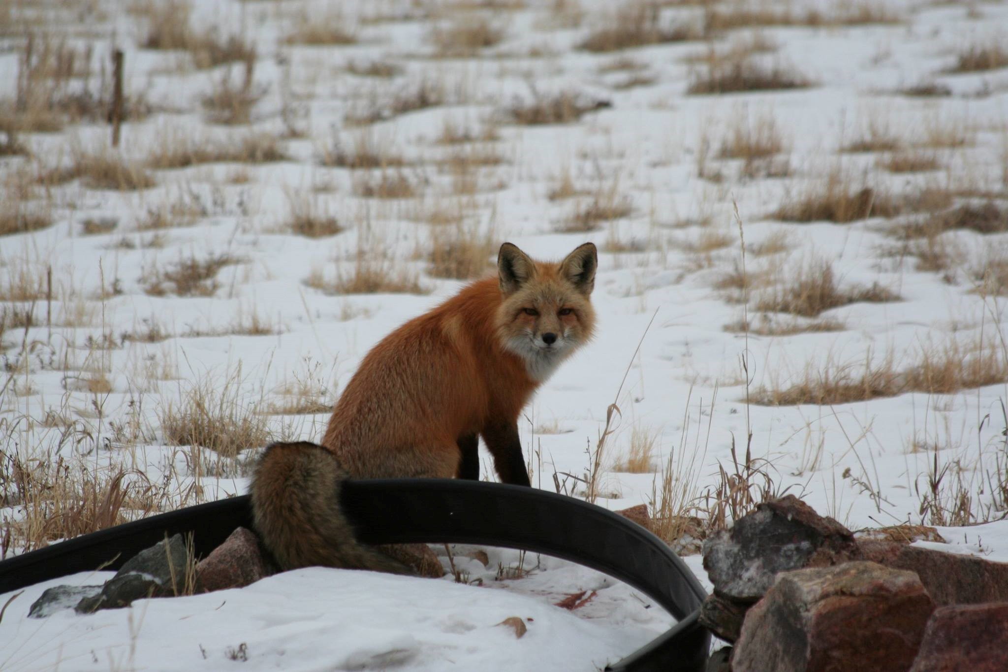 Predators | Glacier View Meadows Ecology